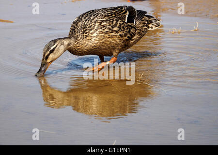 A duck enjoying the sunshine in Ainsdale Merseyside Stock Photo - Alamy