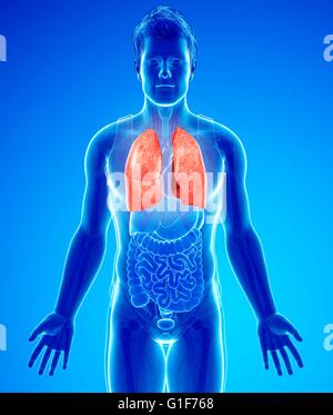 Illustration of the Lungs. This Image of internal view illustration is ...