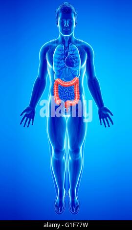 Large intestine, illustration Stock Photo - Alamy
