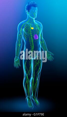 Lymphatic system, illustration Stock Photo - Alamy