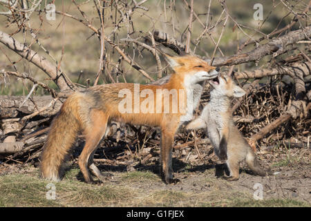 Red fox (Vulpes vulpes) cub biting tail of adult male, Kronotsky ...