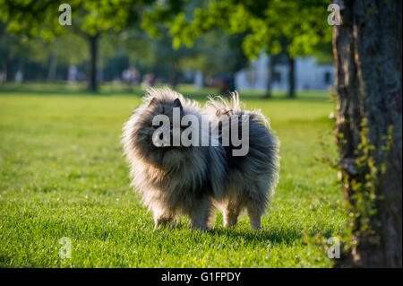 Keeshond (Dutch Barge Dog) and a black Shepherd mix in front of a white ...