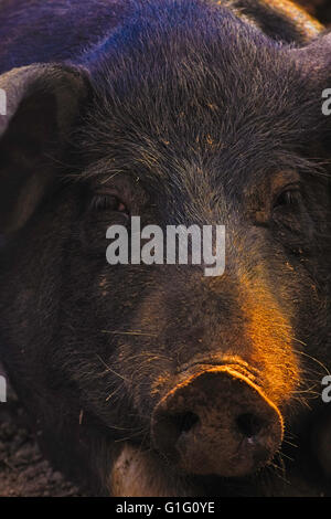 Old German pig breed Stock Photo - Alamy