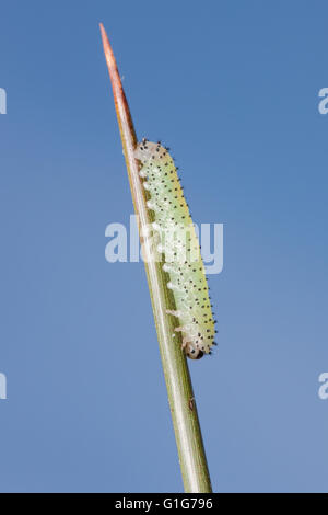 Sawfly larvae / larva (Symphyta sp.) feeding along edge of leaf from ...
