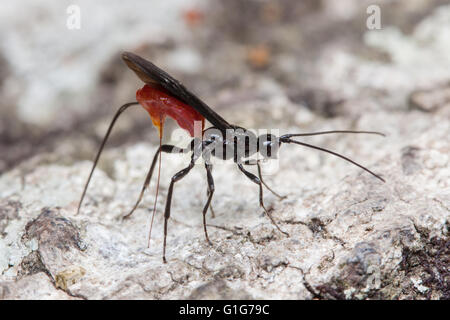 Braconid Wasp, Atanycolus sp., female Stock Photo - Alamy
