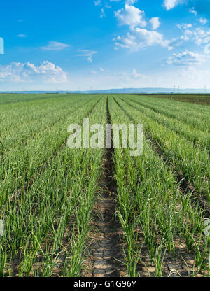 Onion field, maturing at spring. Agricultural landscape Stock Photo - Alamy