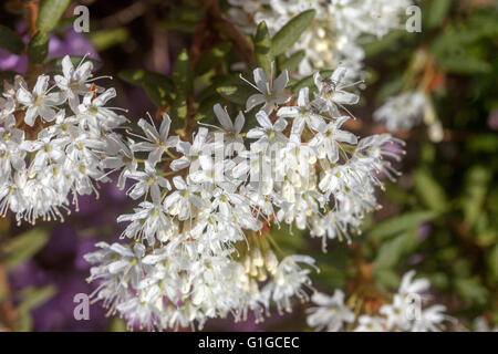 Ledum groenlandicum "Compactum", Labrador Tea, shrub with leaves in ...