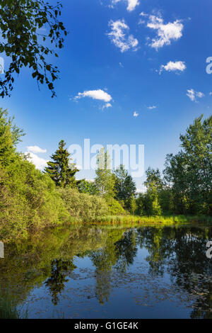 beautiful swamp landscape with blue sky and water, traditional swamp ...