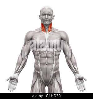Neck Muscles - Sternal Head and Clavicular Head - Anatomy Muscles ...