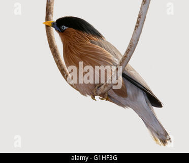 Brahminy starling (Sturnia pagodarum Stock Photo - Alamy