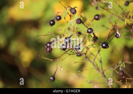 Black Rose Hips, Rosa pimpinellifolia, Rosaceae. Syn. Rosa spinosissima ...
