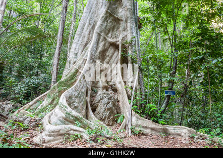 Giant of the southeast Asian tropical rainforests a Dipterocarp tree ...