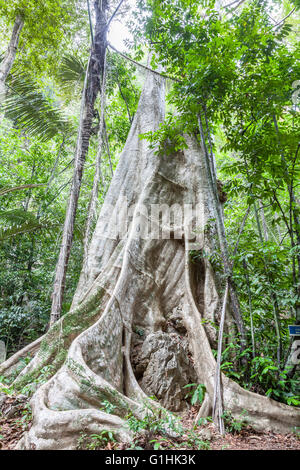 Giant of the southeast Asian tropical rainforests a Dipterocarp tree ...