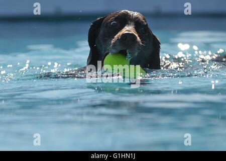 dogs diving for balls Stock Photo - Alamy