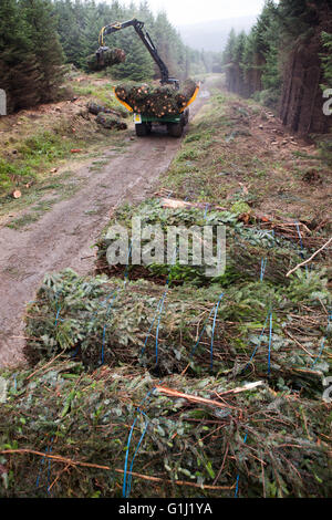 Brash bales being loaded for shipment as fuel to the local biomass ...