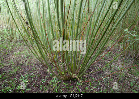 Harvesting Coppice Willow For Biomass For Power Stations In ...