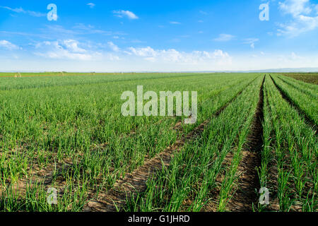 Onion field, maturing at spring. Agricultural landscape Stock Photo - Alamy