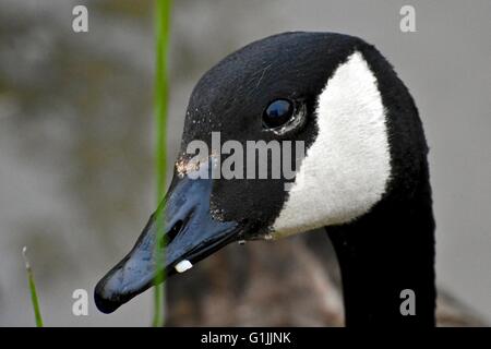 A beautiful Canadian goose shot up close Stock Photo - Alamy