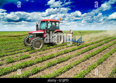 Cultivating field of young corn crops with row crop cultivator machine ...