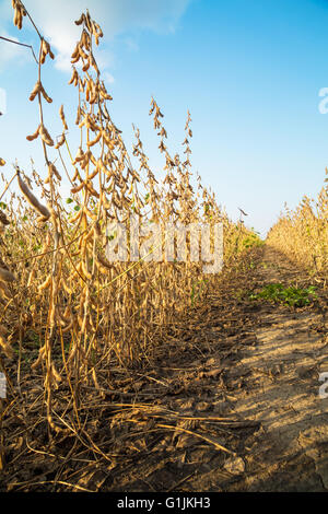 Soybean field ripe just before harvest, agricultural landscape Stock ...