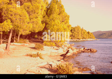 Pine trees on a beach, filtered image Stock Photo - Alamy
