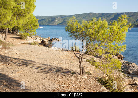 Pine trees on a beach, filtered image Stock Photo - Alamy