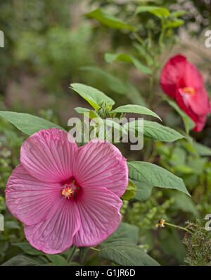 white and pink hibiscus flowers in a canister on a light gray ...
