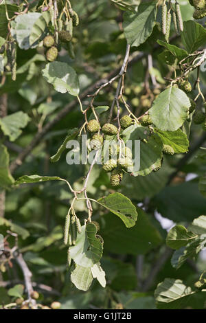 Alder tree cones, seed cones Stock Photo - Alamy