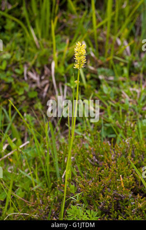 Tofield's asphodel Tofieldia calyculata growing on roadside bank near ...