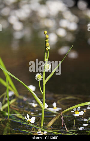 Unbranched bur-reed, Sparganium emersum, growing in New Forest stream ...