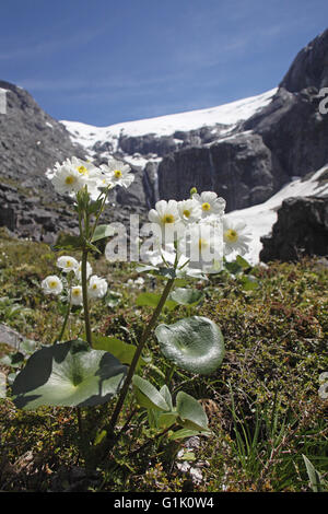A photograph of the Mount Cook Lily, or Mountain Buttercup, captured in ...