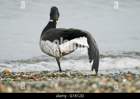 Brant Goose Branta bernicla stretching wings along the shoreline at ...