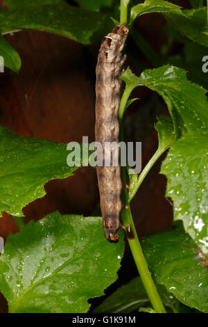 Lesser Yellow Underwing moth caterpillar. Noctua comes Stock Photo - Alamy