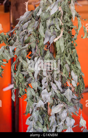 Tea, sample herbs drying in the sun Stock Photo - Alamy