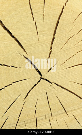 end of seasoned wooden log, radial drying pattern Stock Photo - Alamy
