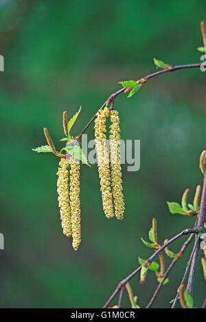 Betula pendula female flower Stock Photo - Alamy