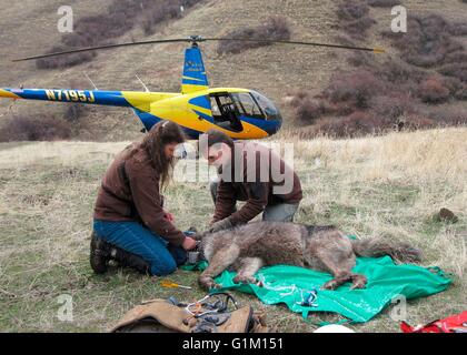 Gray wolf with radio collar Stock Photo - Alamy