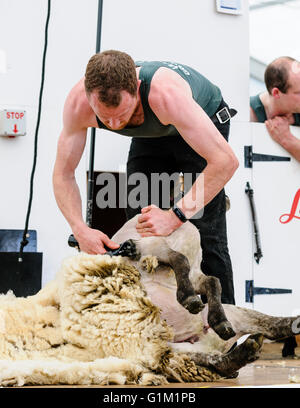 A man uses clippers to shear a sheep fleece at a sheep shearing ...