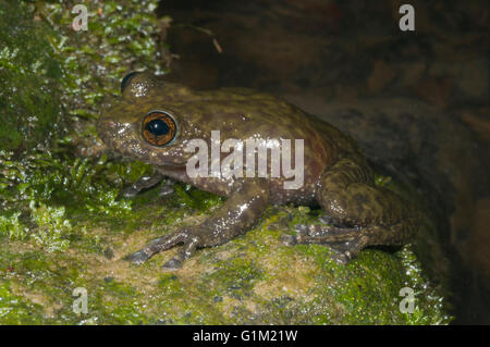 Endangered waterfall frog (Litoria nannotis) holding onto a wet rock ...