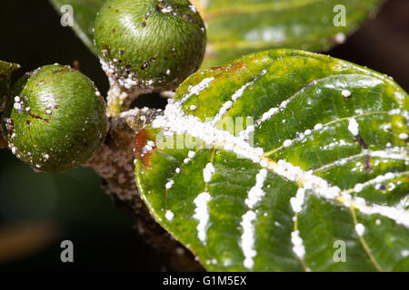 Mealybug on leaf figs. Plant aphids infestation Ficus elastica Stock ...