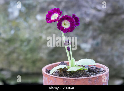 Purple primula auricula in a pot Stock Photo - Alamy