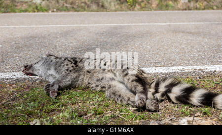 Dead Genet / Genetta genetta at the road edge Stock Photo - Alamy