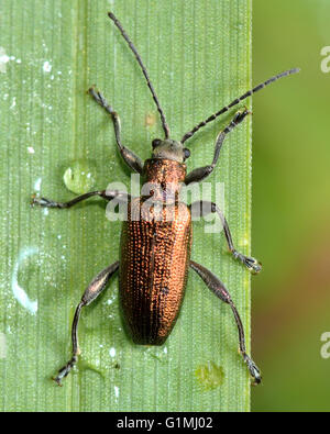 Donacia semicuprea, Leaf Beetles, Beetle, Donaciinae Stock Photo - Alamy