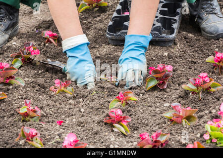 Gardeners hands planting flowers at city park Stock Photo - Alamy