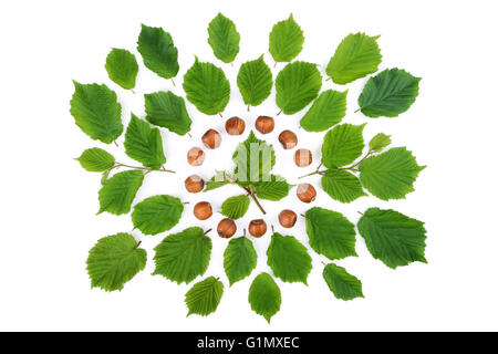 Shot of hazelnuts arranged in shape of word "nuts" on isolated ...