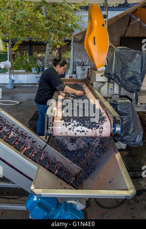 Worker sorting grapes, crush pad, after destemming, Hall Winery, Napa ...