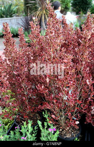 Growing Coprosma Fireburst in a pot Stock Photo - Alamy