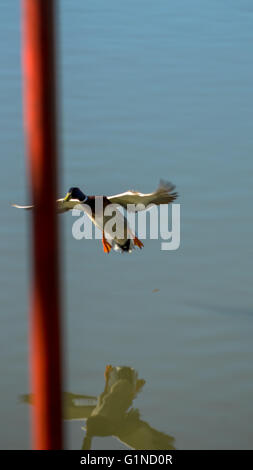 Wild duck flying over the water reservoir on a winter day Stock Photo ...