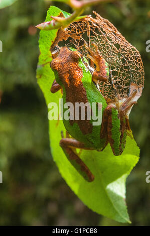 A copper and green skinned Pacific Tree Frog (Pseudacris regilla ...