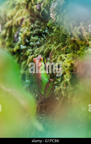 A copper and green skinned Pacific Tree Frog (Pseudacris regilla ...